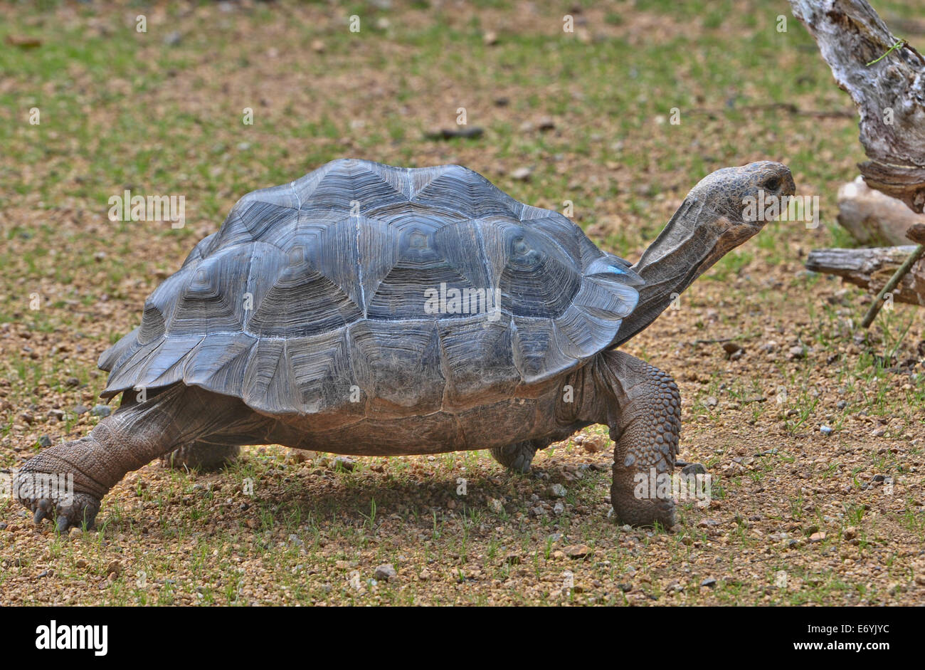 Jersey, Channel Islands, UK. 1st Sept, 2014. Giant tortoises seen in ...