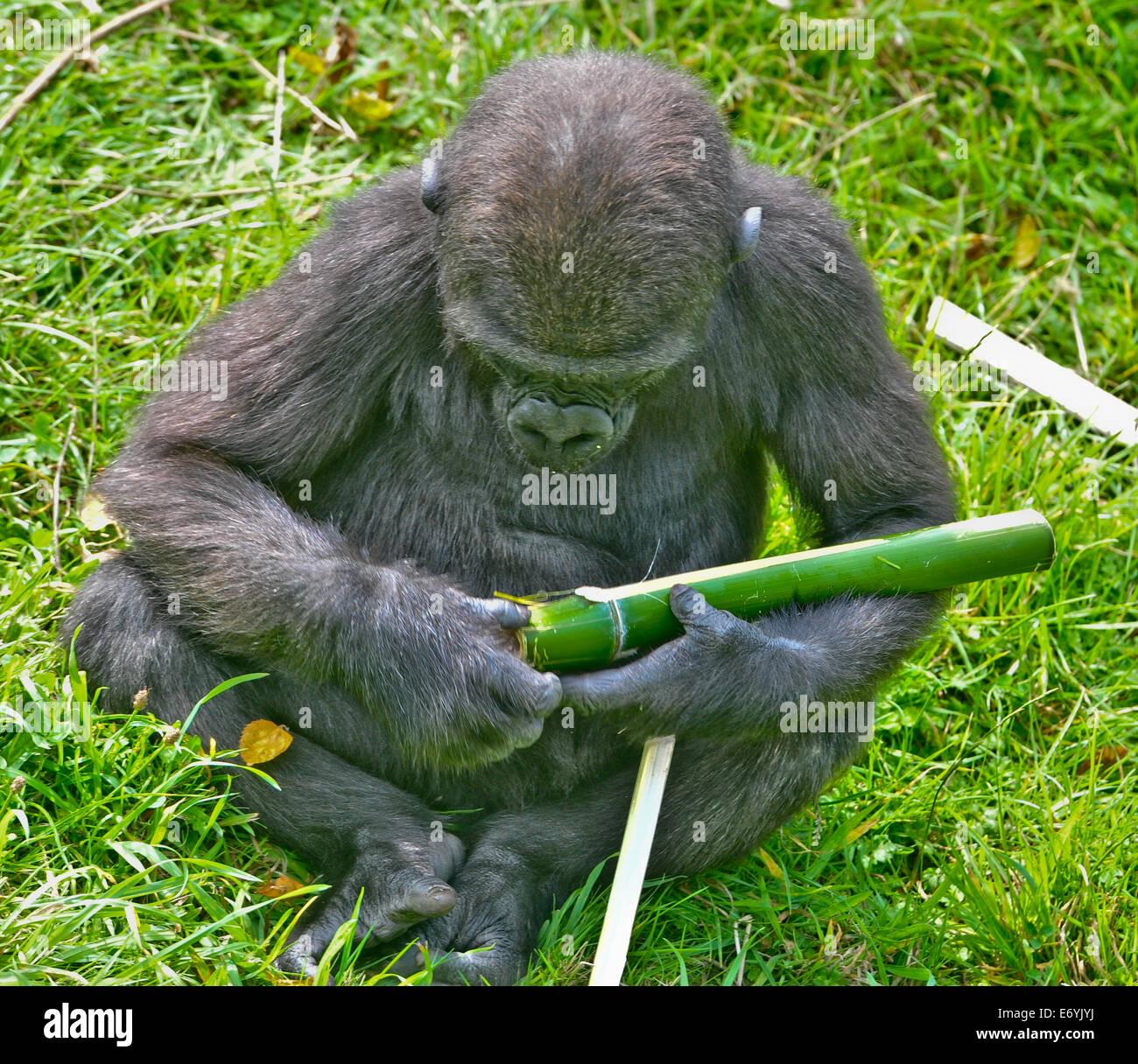 Durrell wildlife park gorilla hi-res stock photography and images - Alamy