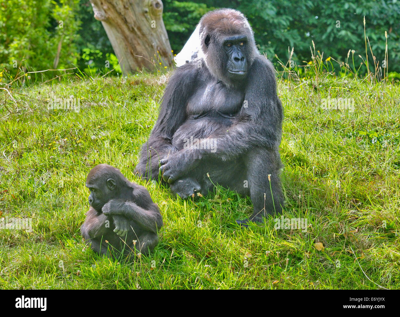 Durrell wildlife park gorilla hi-res stock photography and images - Alamy