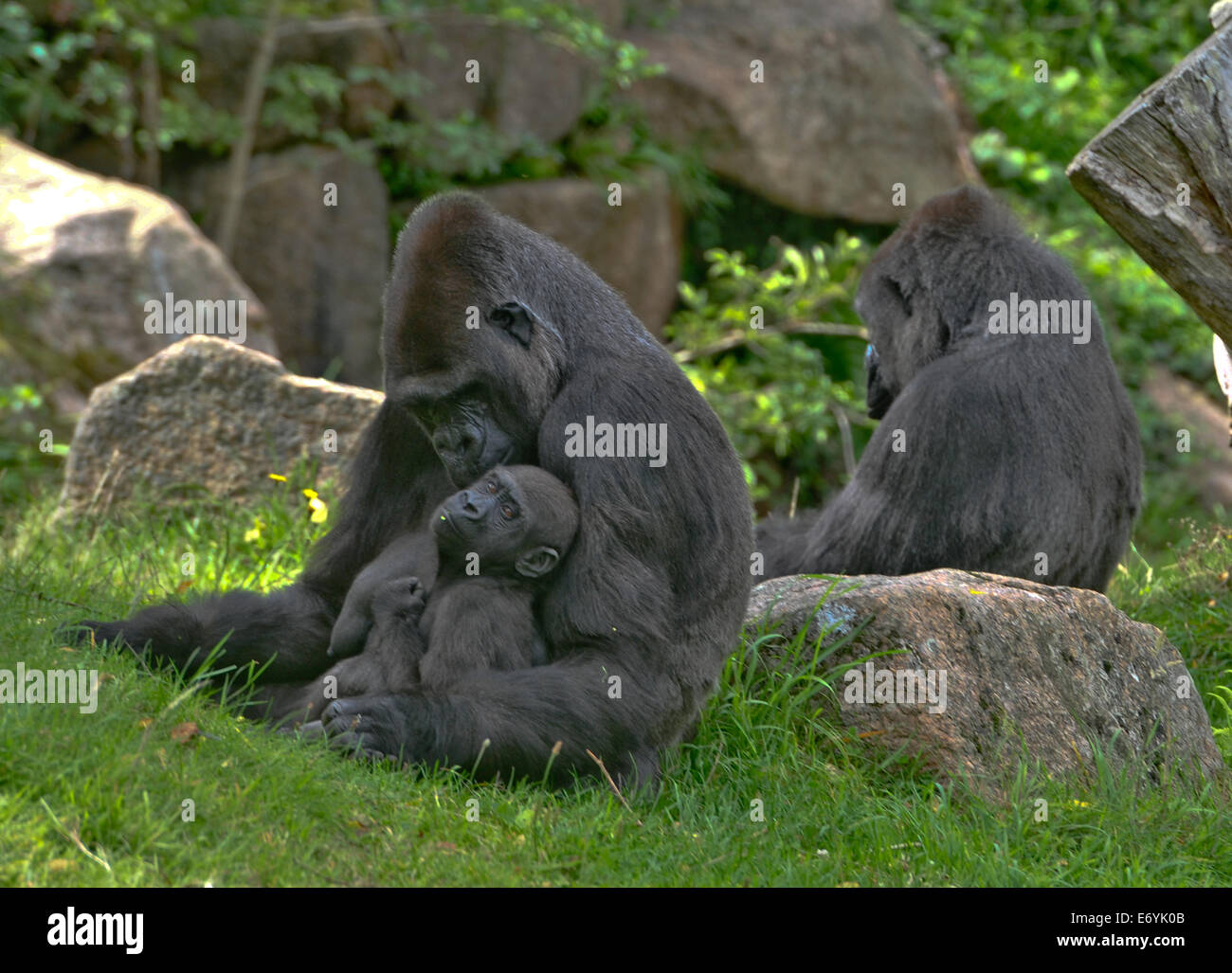 Funny images 2014 hi-res stock photography and images - Alamy