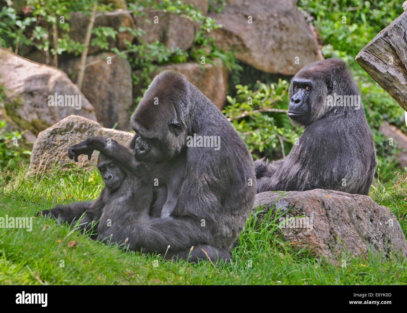 Durrell wildlife park gorilla hi-res stock photography and images - Alamy