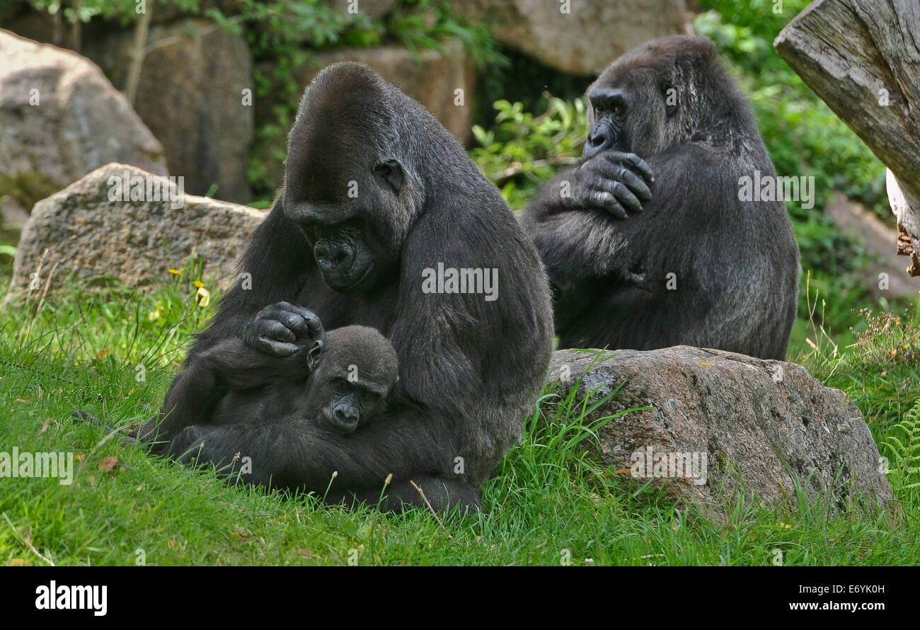 Funny images 2014 hi-res stock photography and images - Alamy