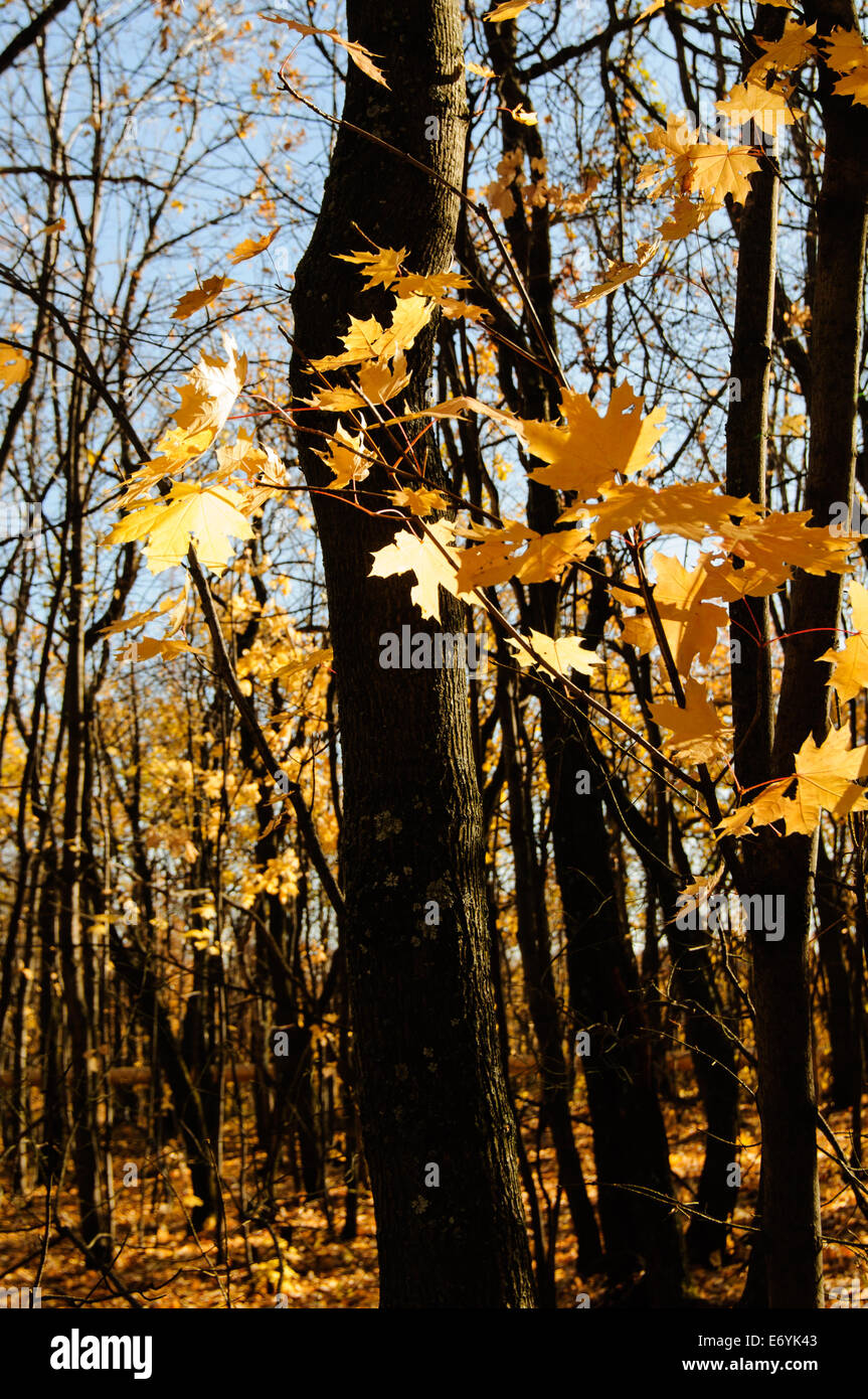 Across branch hi-res stock photography and images - Alamy