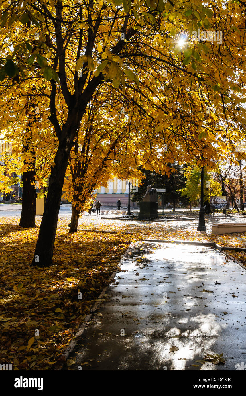 Rain Street Tree
