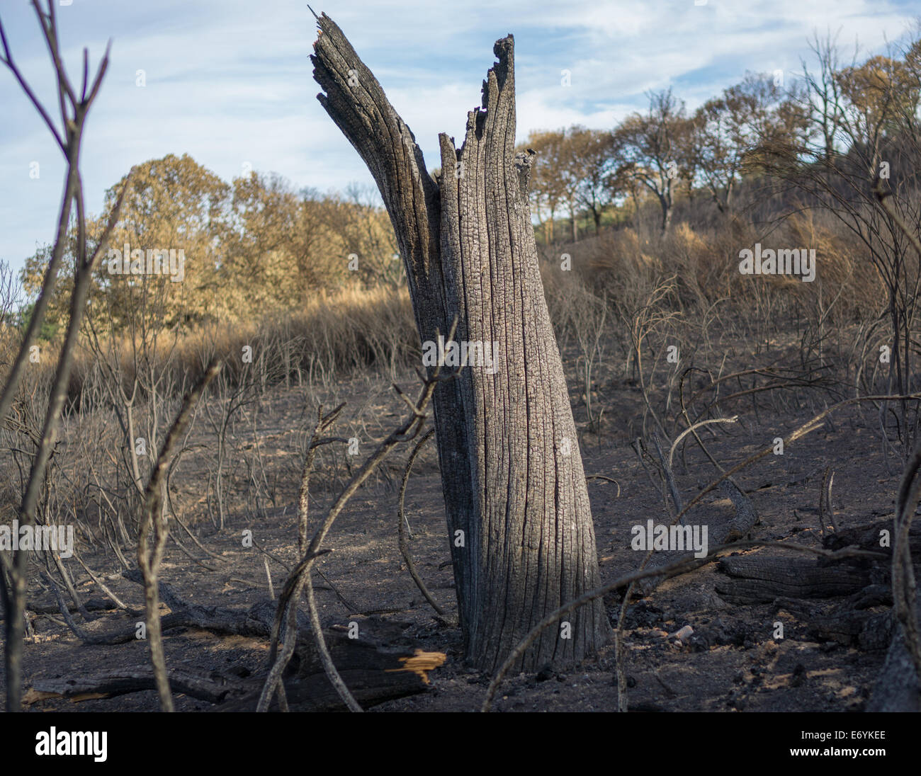 Tree trunk after the Fire Stock Photo - Alamy