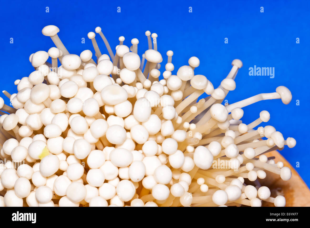 Medical mushroom hi-res stock photography and images - Alamy