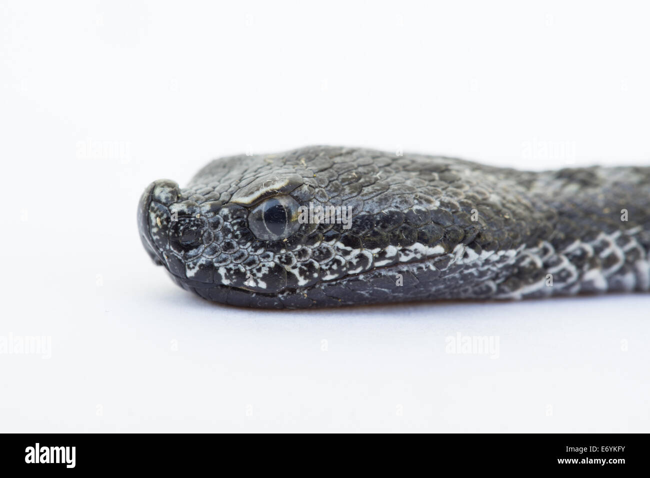 Baby viper snake hi-res stock photography and images - Alamy