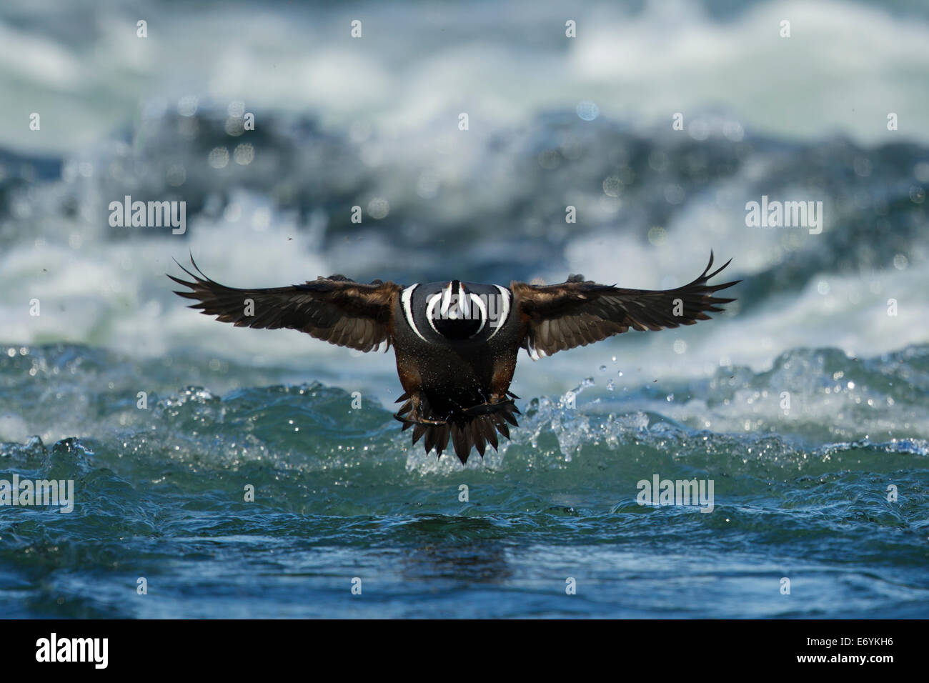 Torrent Ducks High Resolution Stock Photography and Images - Alamy