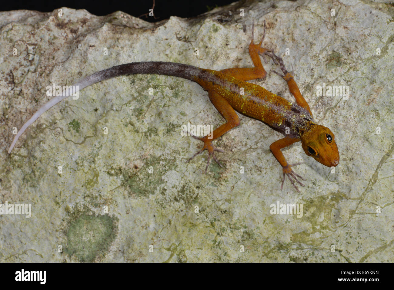 Cnemaspis paripari hi-res stock photography and images - Alamy