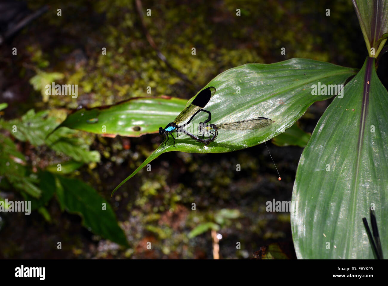 Euphaea impar Damselfly mating Stock Photo - Alamy