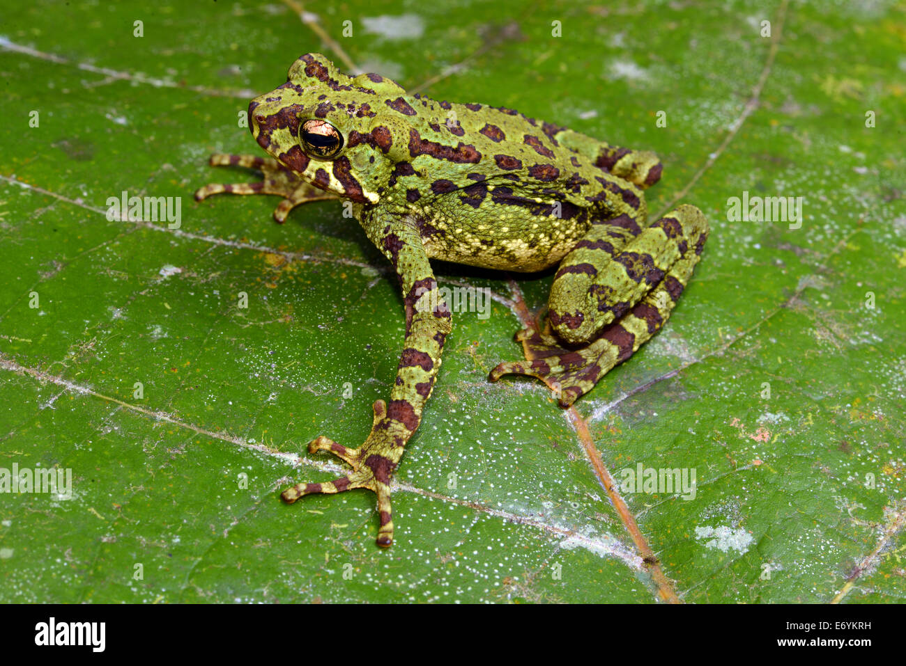 Tree toad hi-res stock photography and images - Alamy