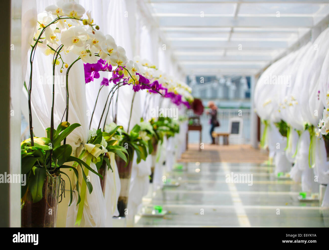 Wedding corridor decorated with white clothes and orchid flowers Stock ...