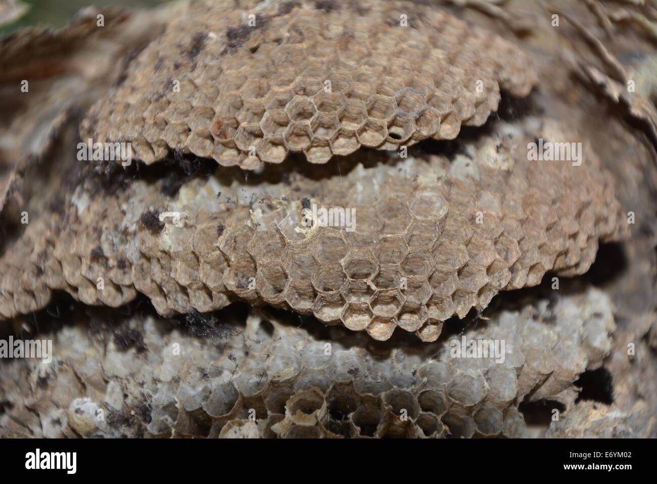 Empty Wasp Nest High Resolution Stock Photography and Images - Alamy
