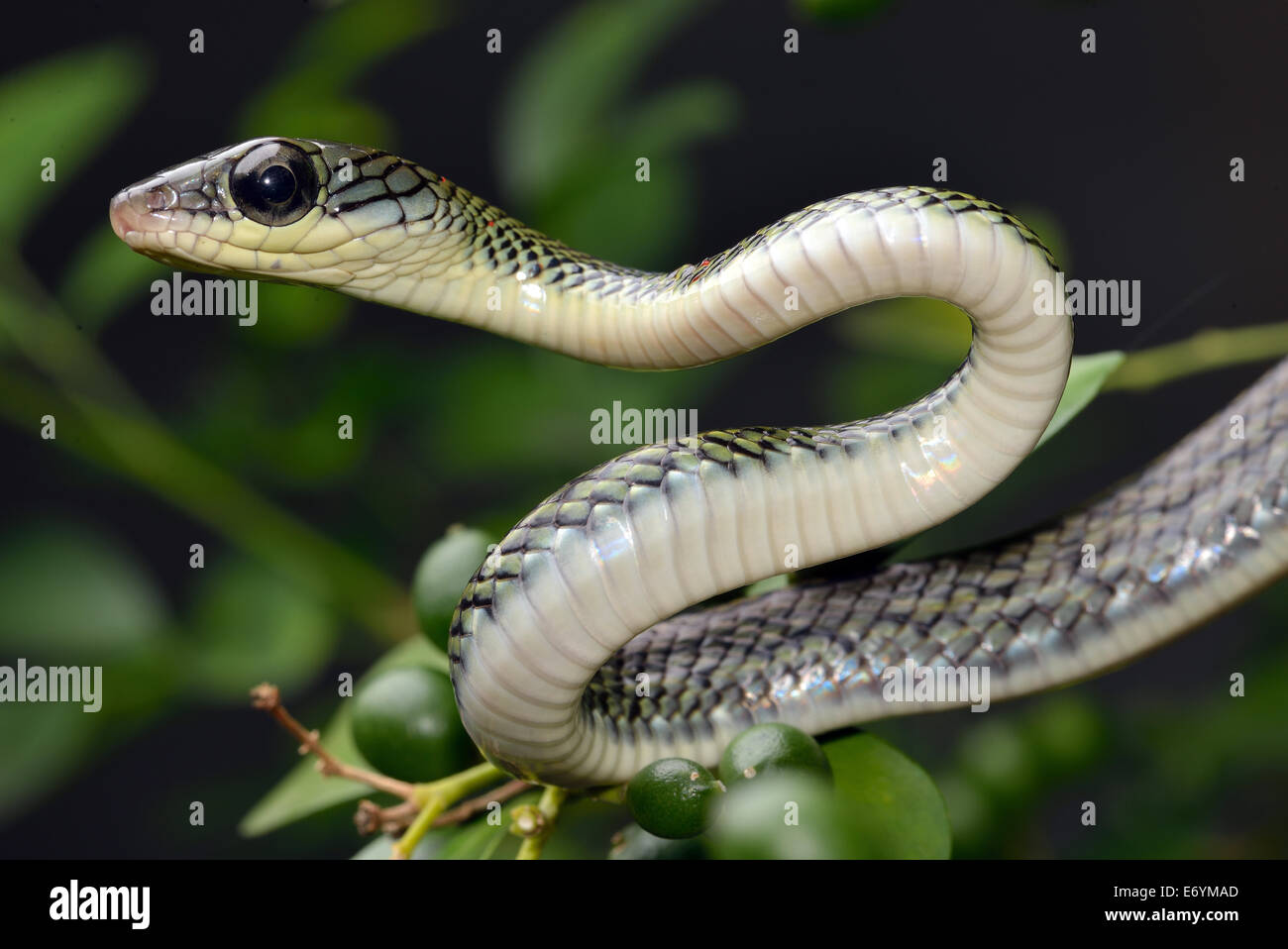 Grey rat snake Ptyas fusca Stock Photo - Alamy