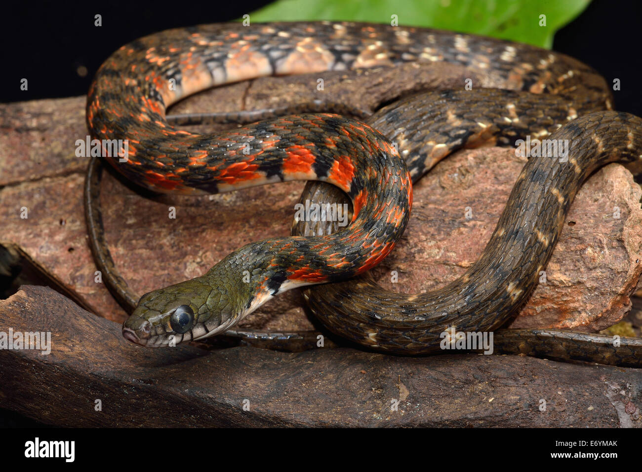 Triangled Keelback Xenochrophis trianguligerus Stock Photo - Alamy