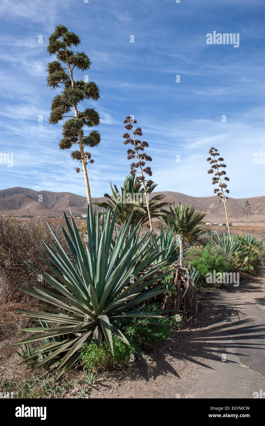 Agave plant blooming hi-res stock photography and images - Alamy