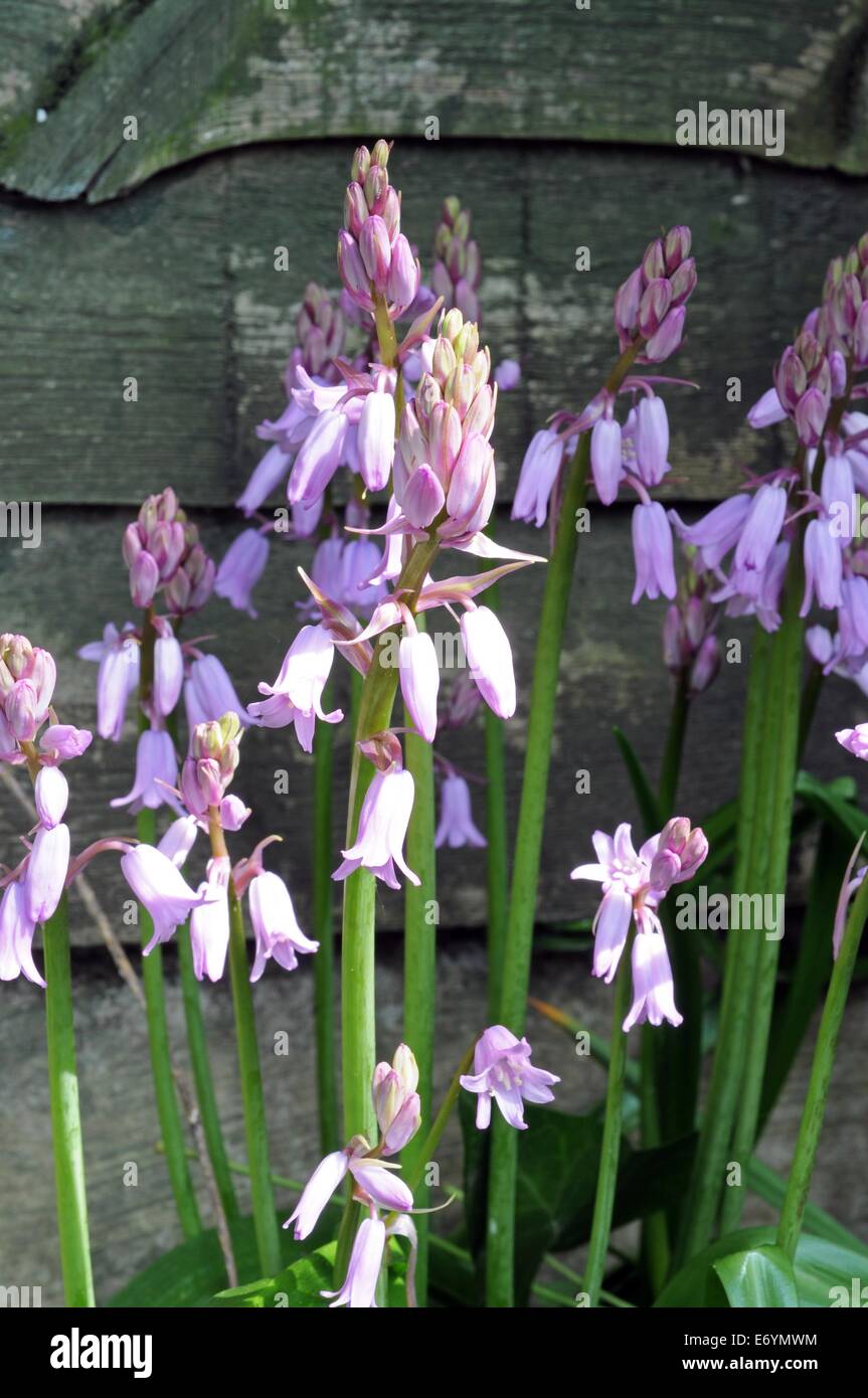 Spanish bluebells (Hyacinthoides hispanica) against a wooden fence ...