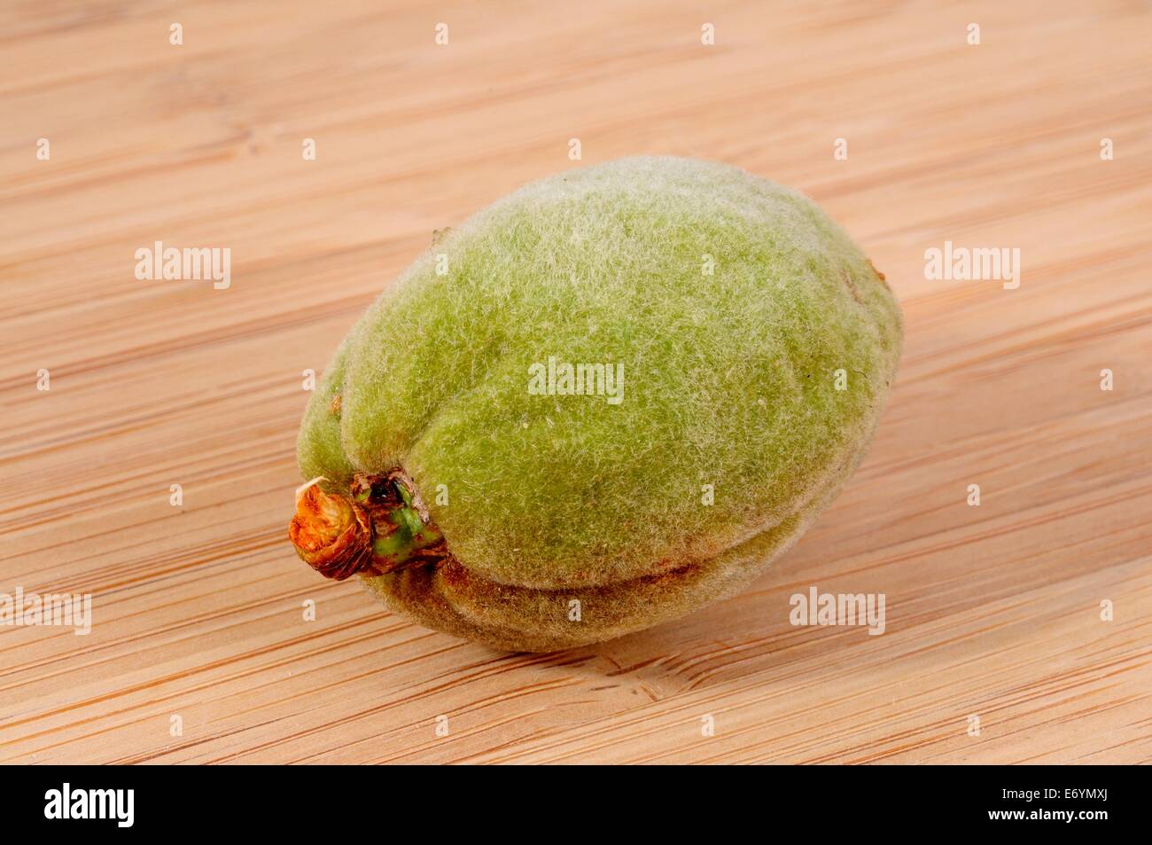 Furry casing hi-res stock photography and images - Alamy