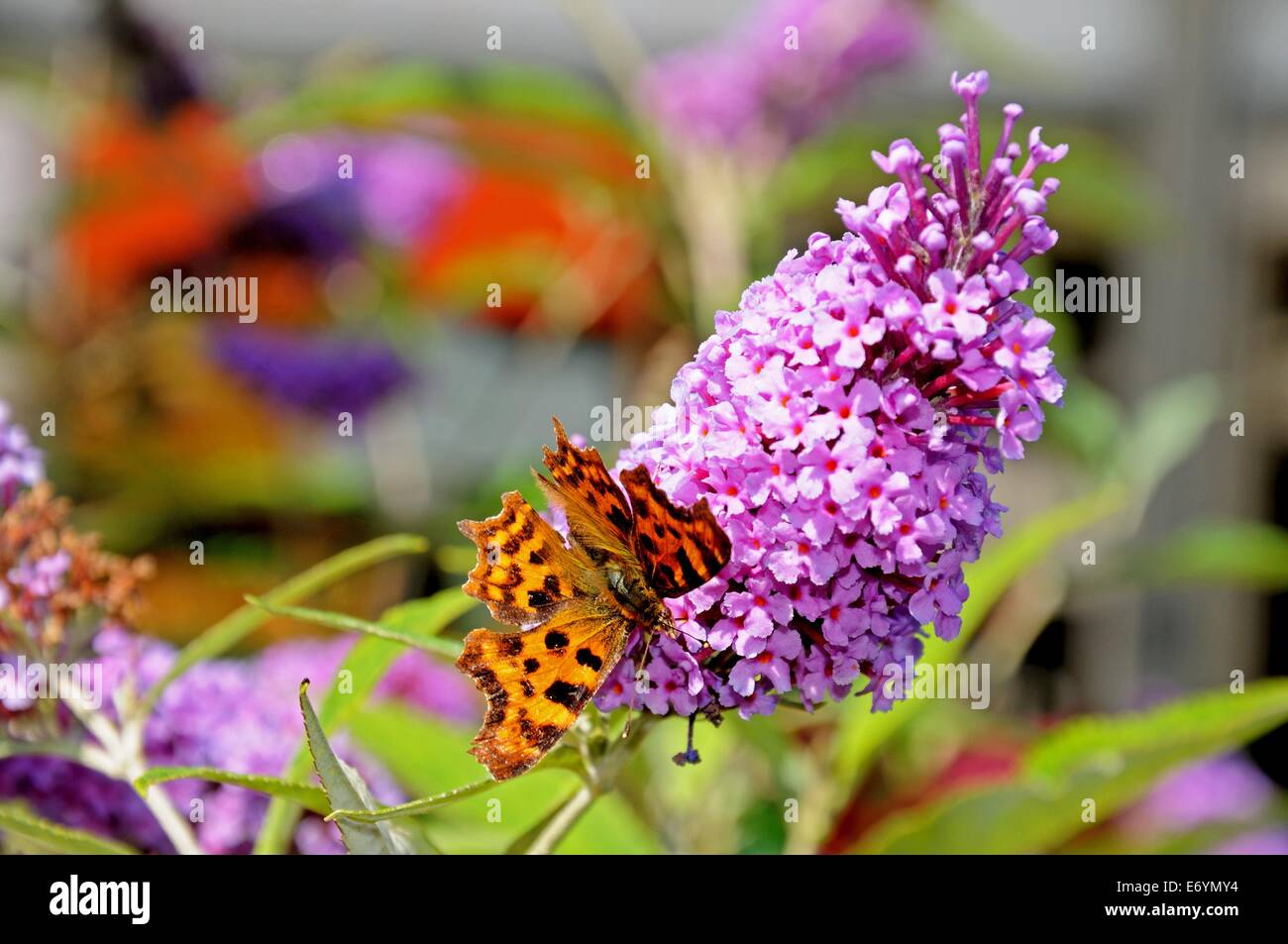 Pink buddleia flower hi-res stock photography and images - Alamy