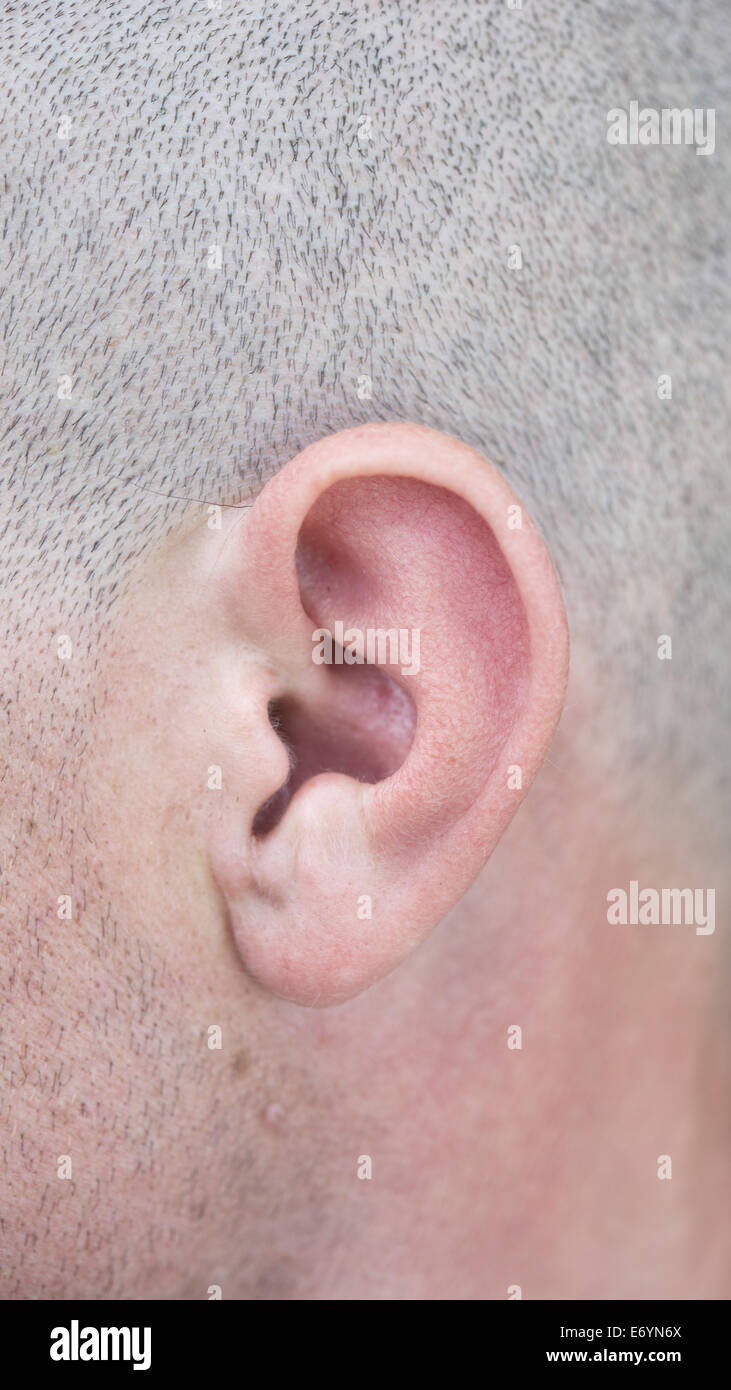 close up of male ear Stock Photo - Alamy