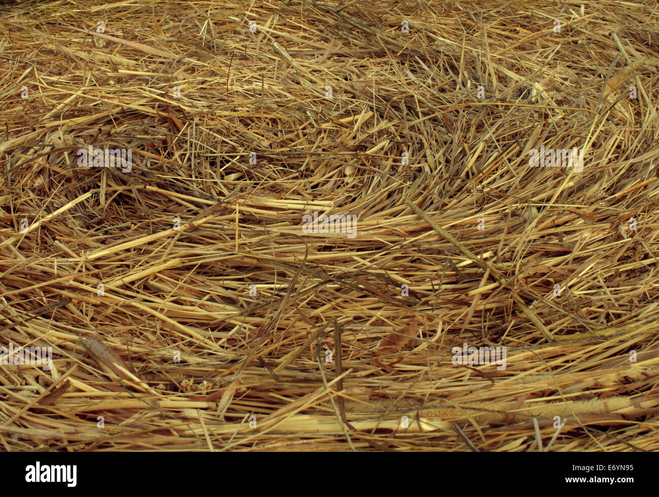 Hay Circular Texture background as an angled view of a circle bale of ...