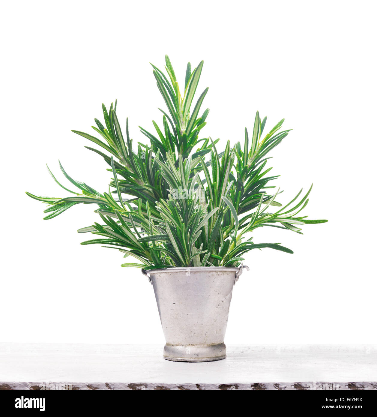 Rosemary in old metal bucket on white wooden table, isolated Stock ...
