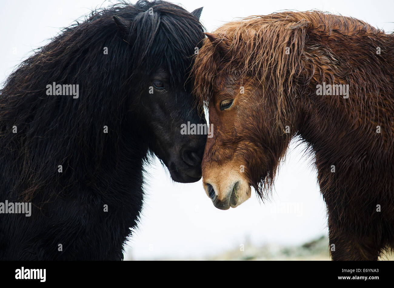 Colour image of two Shetland ponies greeting one another between Lizard ...
