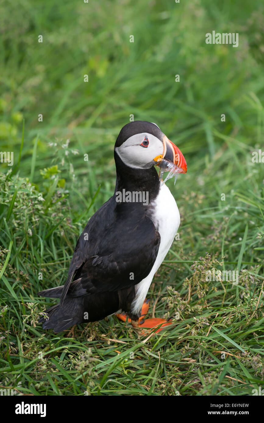 Atlantic puffin flight fight hi-res stock photography and images - Alamy