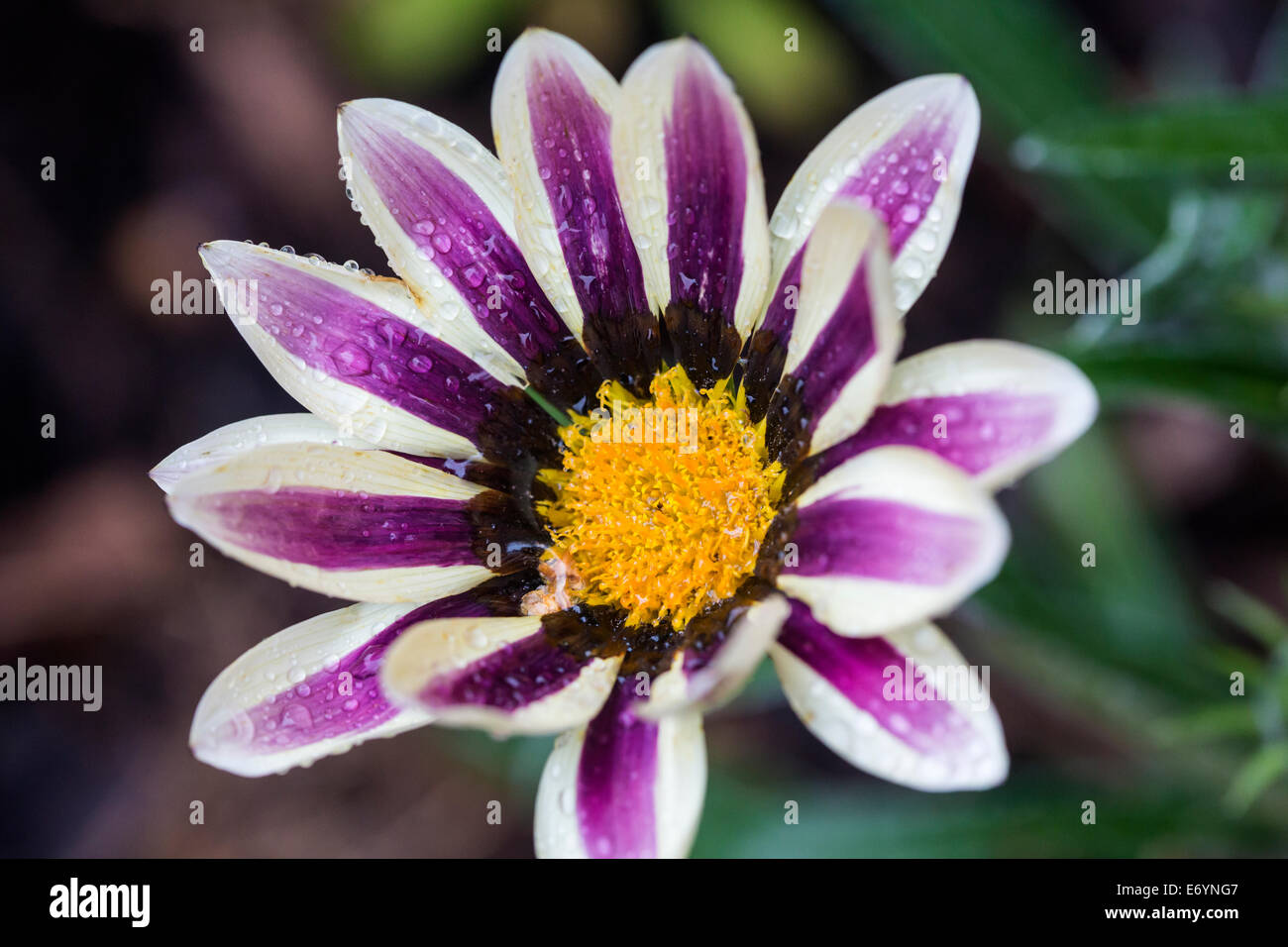 Garden plant Gazania purple and white flower covered in summer rain ...