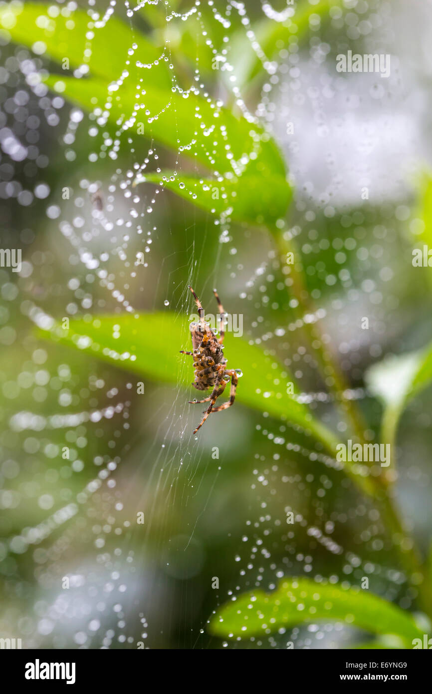 Raindrops on spider web hi-res stock photography and images - Alamy