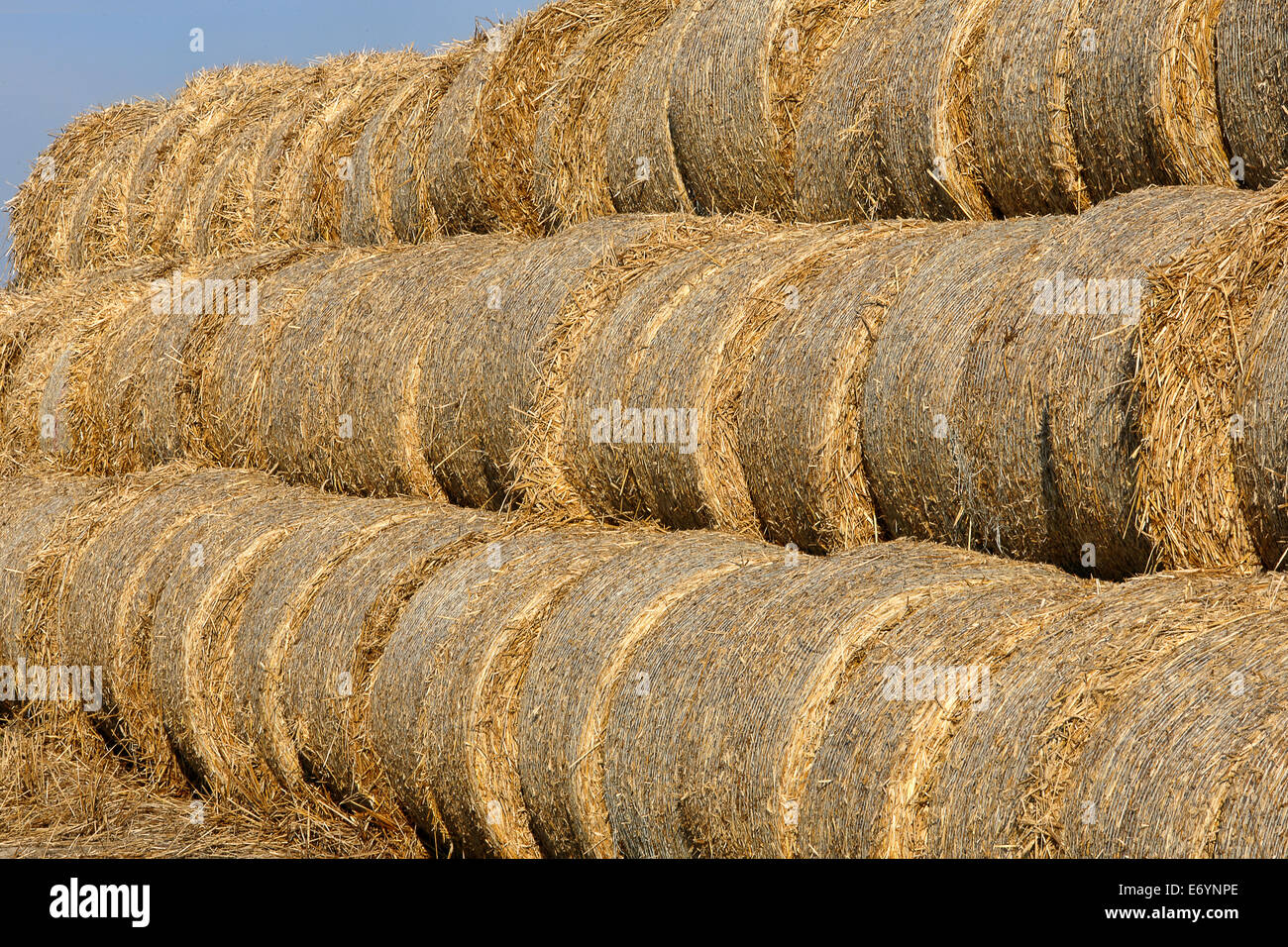 Hay bail harvesting in a field landscape Stock Photo - Alamy