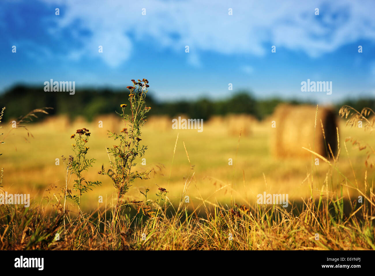 Dry flower on harvesting field landscape background Stock Photo - Alamy