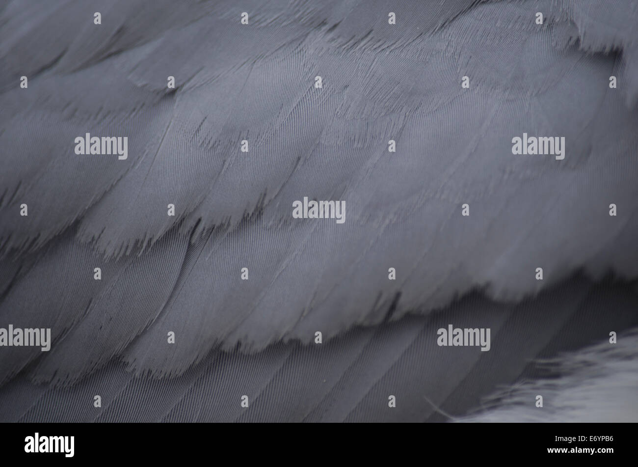 Wing edging hi-res stock photography and images - Alamy