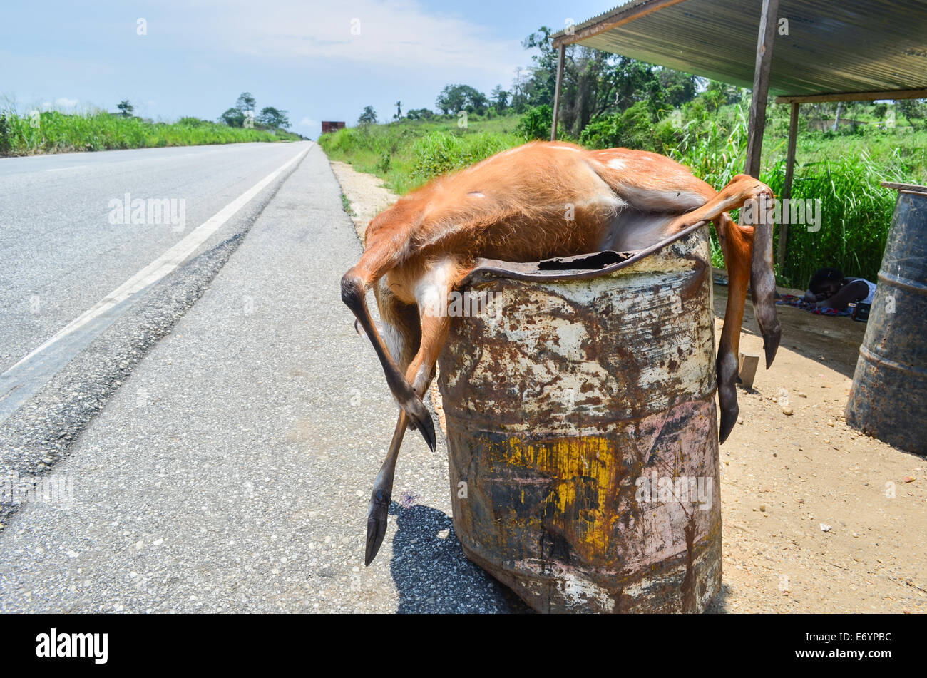 Large antelope (bush meat) in the Cabinda enclave, Angola Stock Photo ...