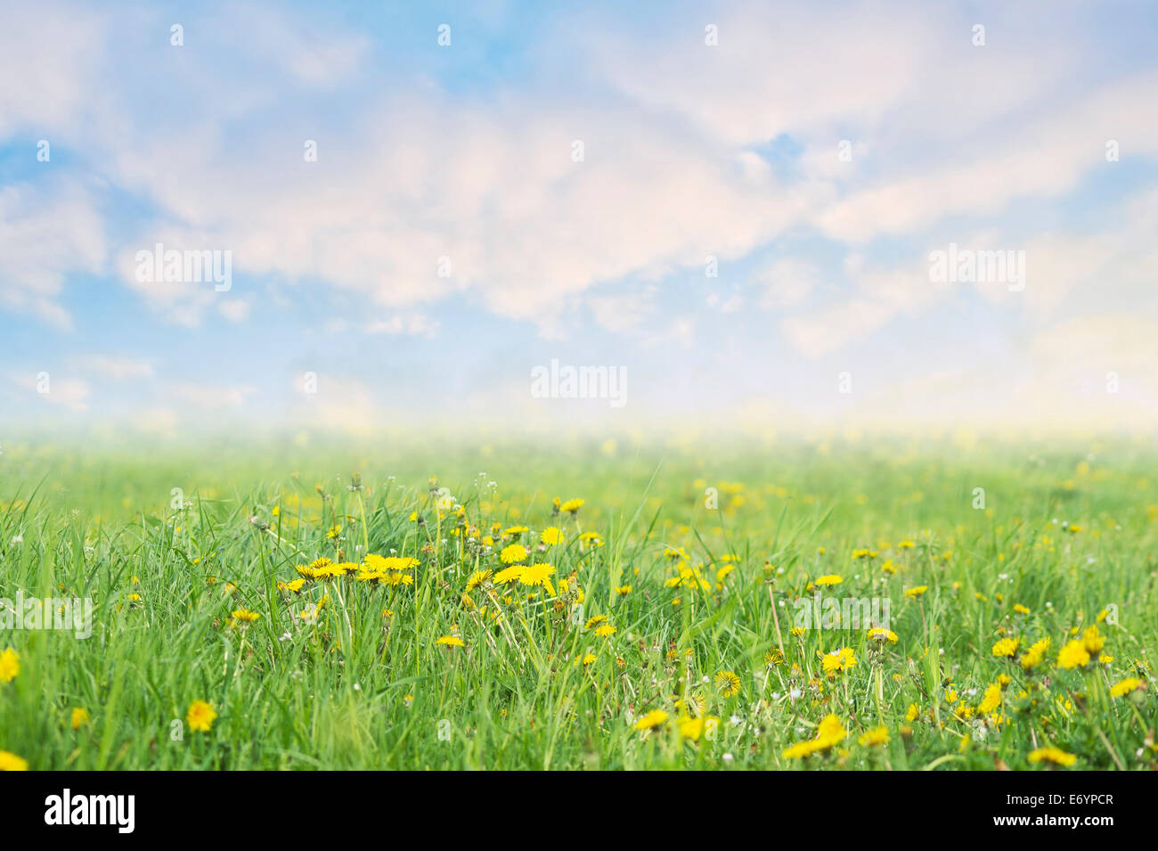 spring background with dandelions and blue sky Stock Photo - Alamy