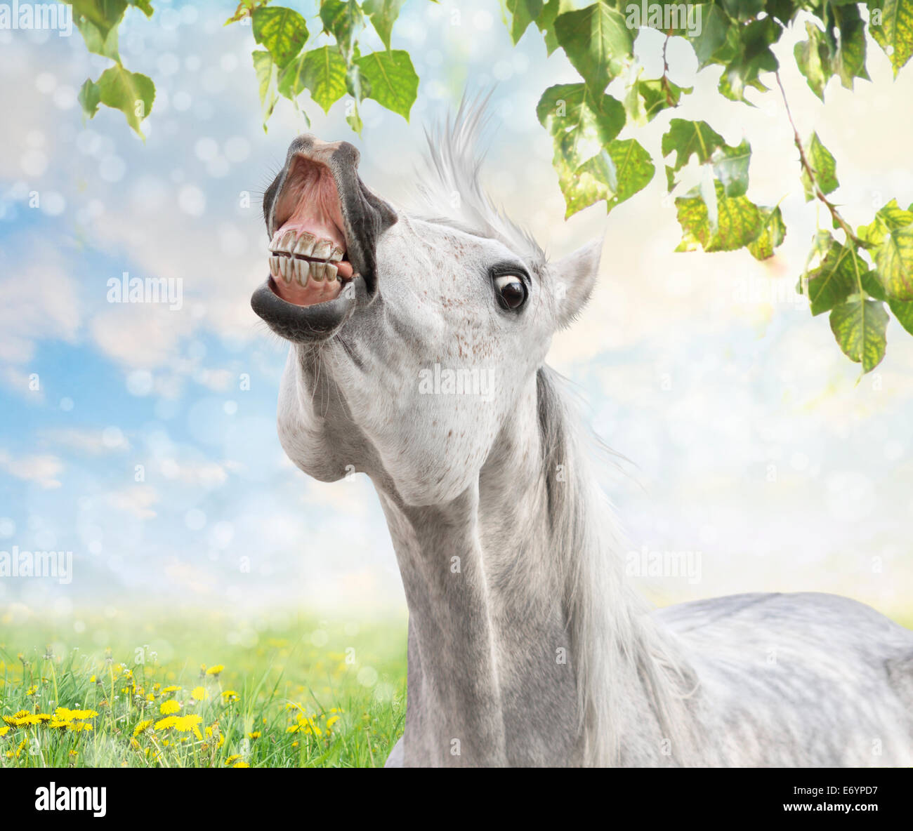 white horse is happy about spring and summer ,background with dandelion ...