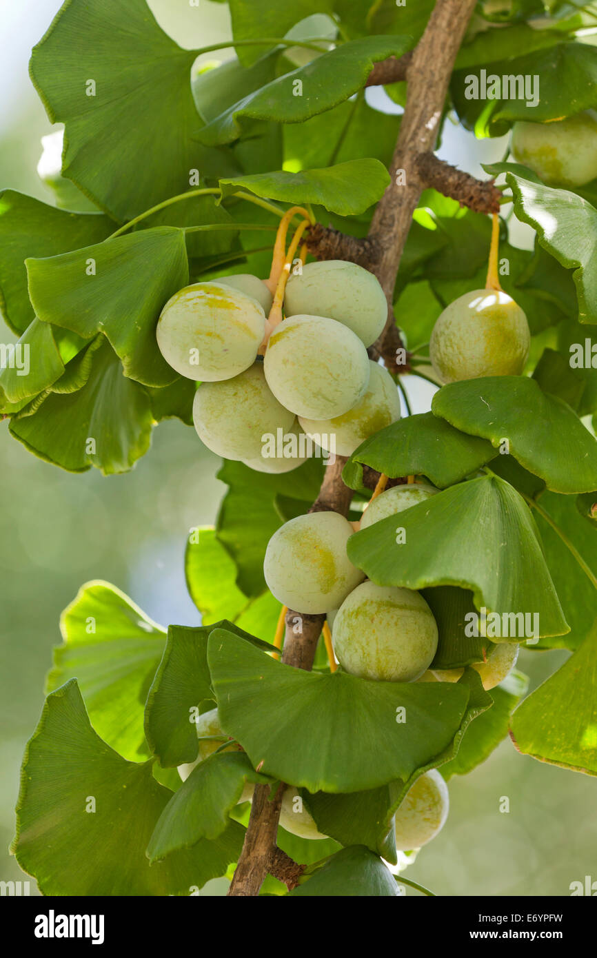 Ginkgo Biloba Tree Fruit