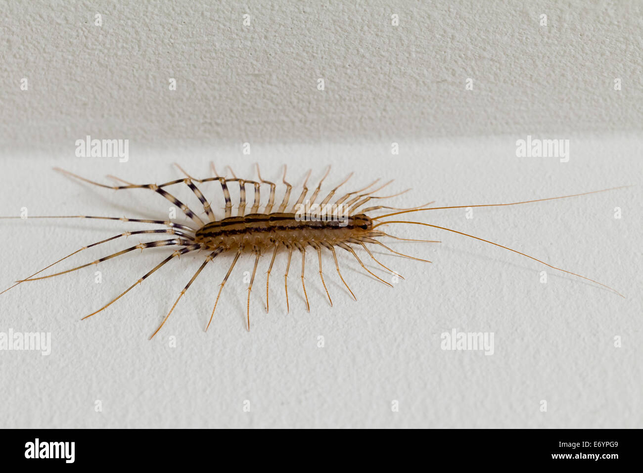 House centipede hi-res stock photography and images - Alamy