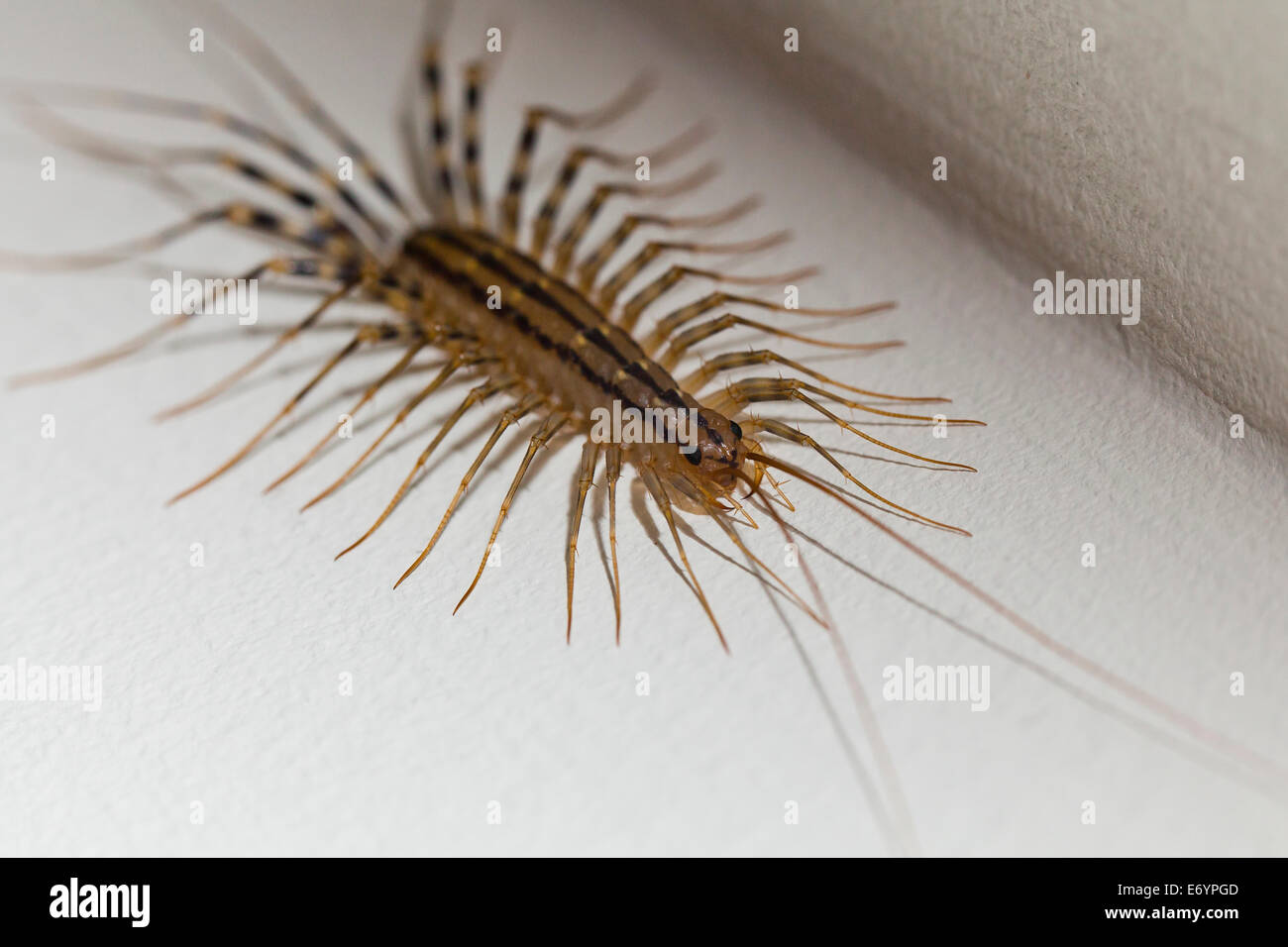 House centipede (Scutigera coleoptrata) - USA Stock Photo - Alamy