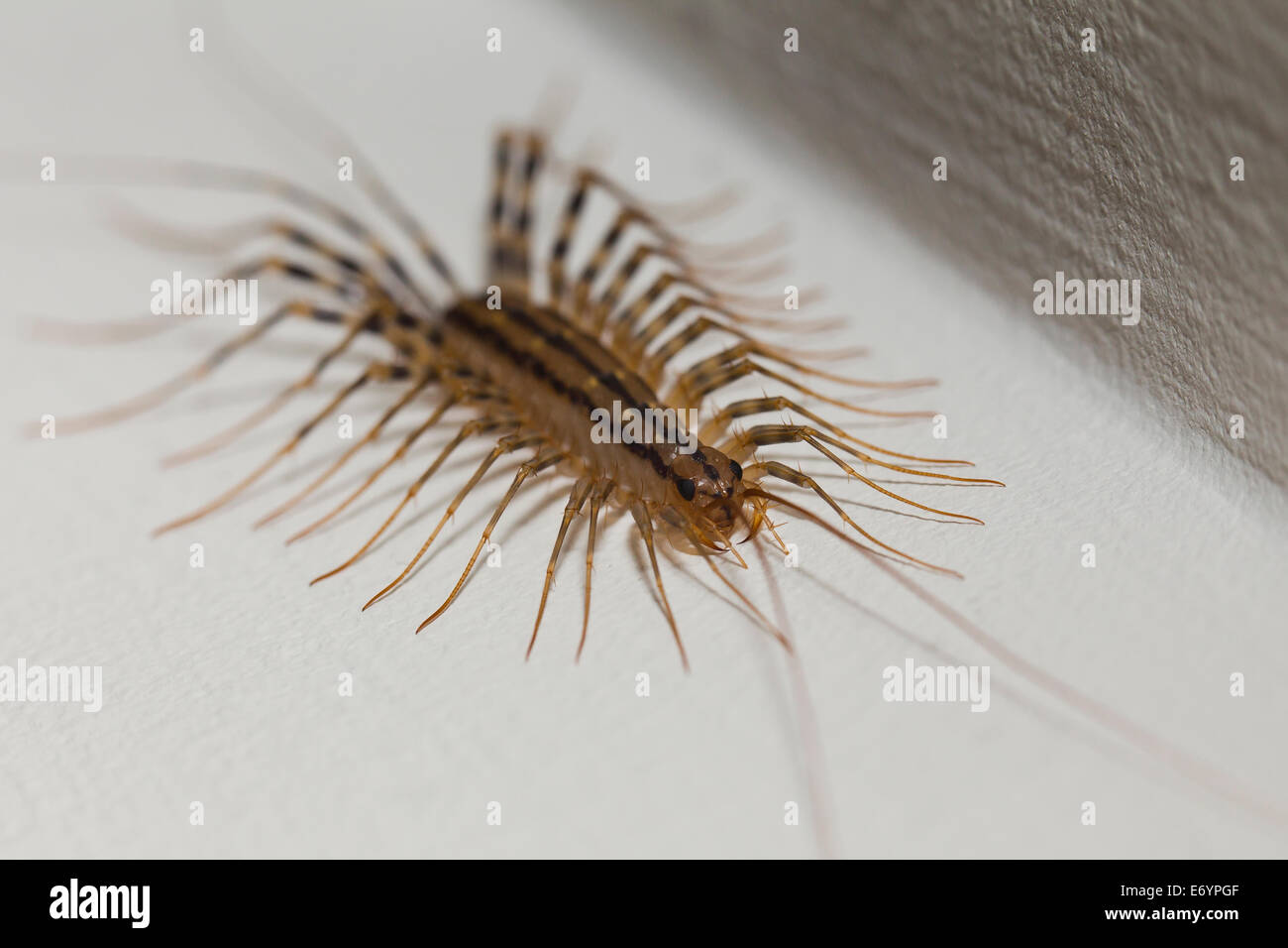 Common house bugs hi-res stock photography and images - Alamy