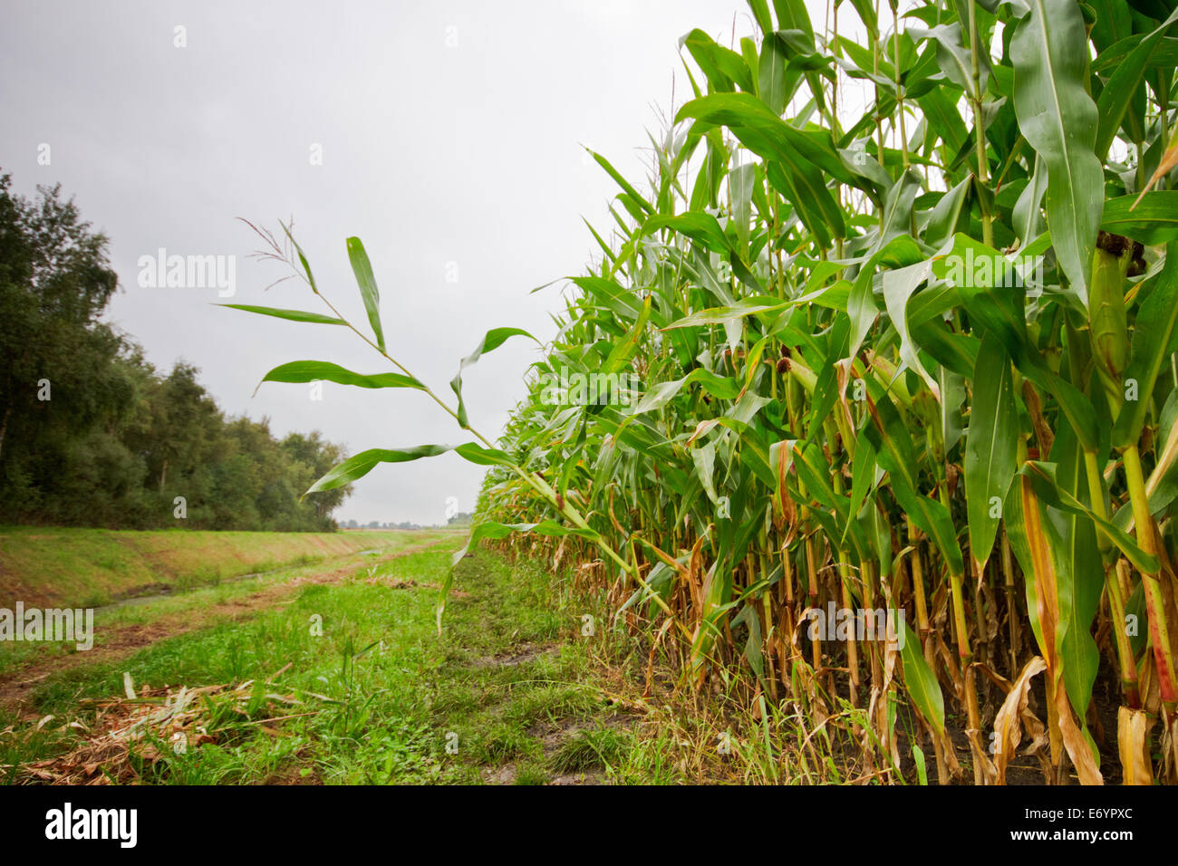 Corn field tall plants hi-res stock photography and images - Alamy