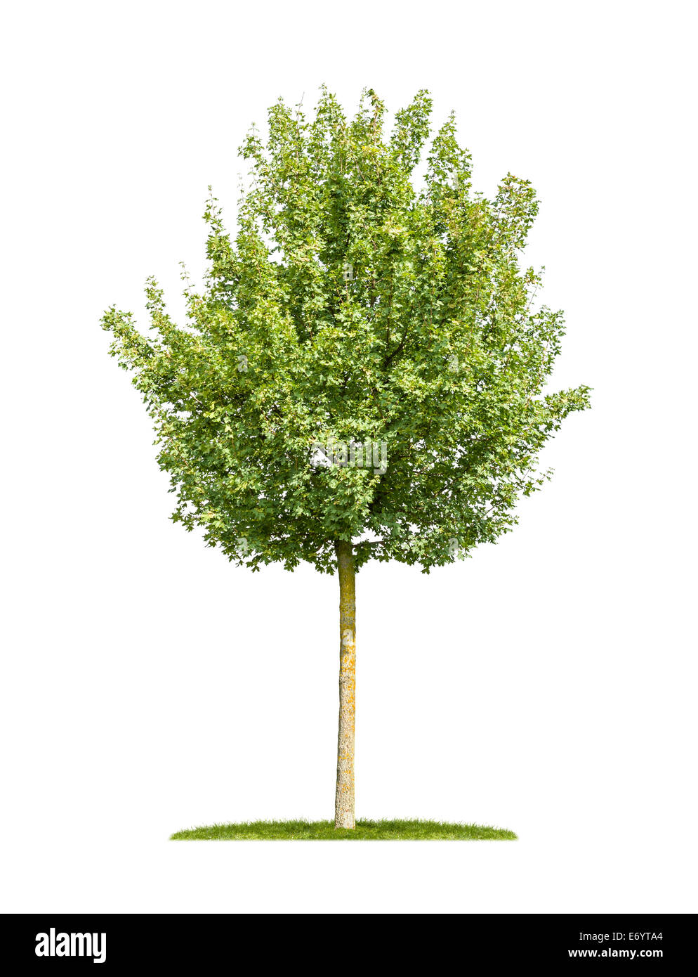 isolated field maple tree on a white background Stock Photo - Alamy