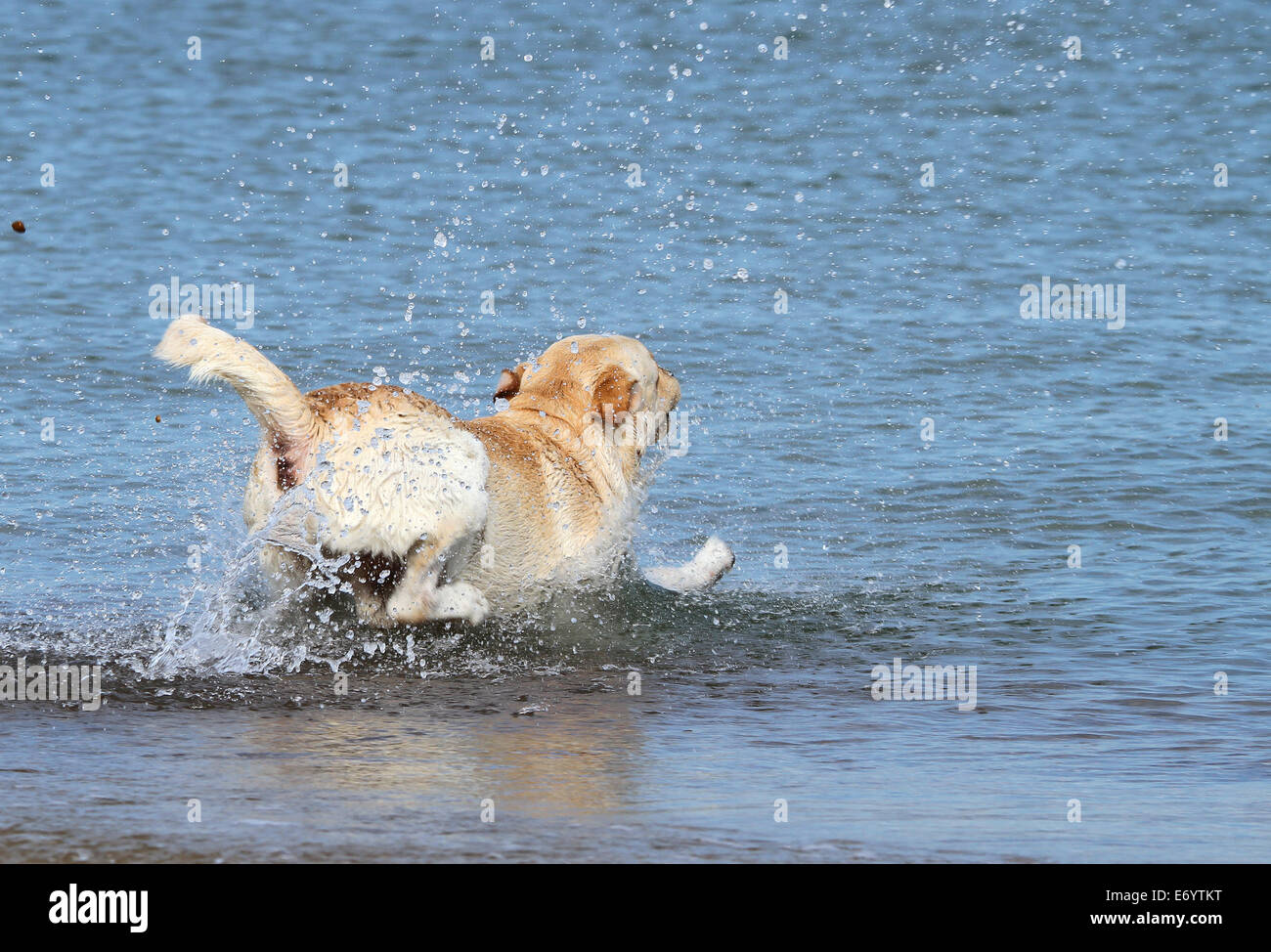 a yellow labrador swimming in the sea in summer Stock Photo - Alamy