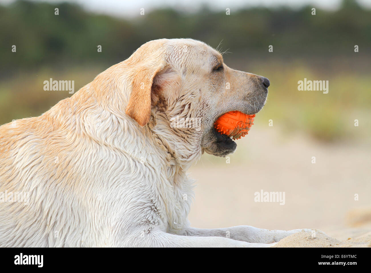 yellow labrador playing with an orange ball in sand portrait Stock ...