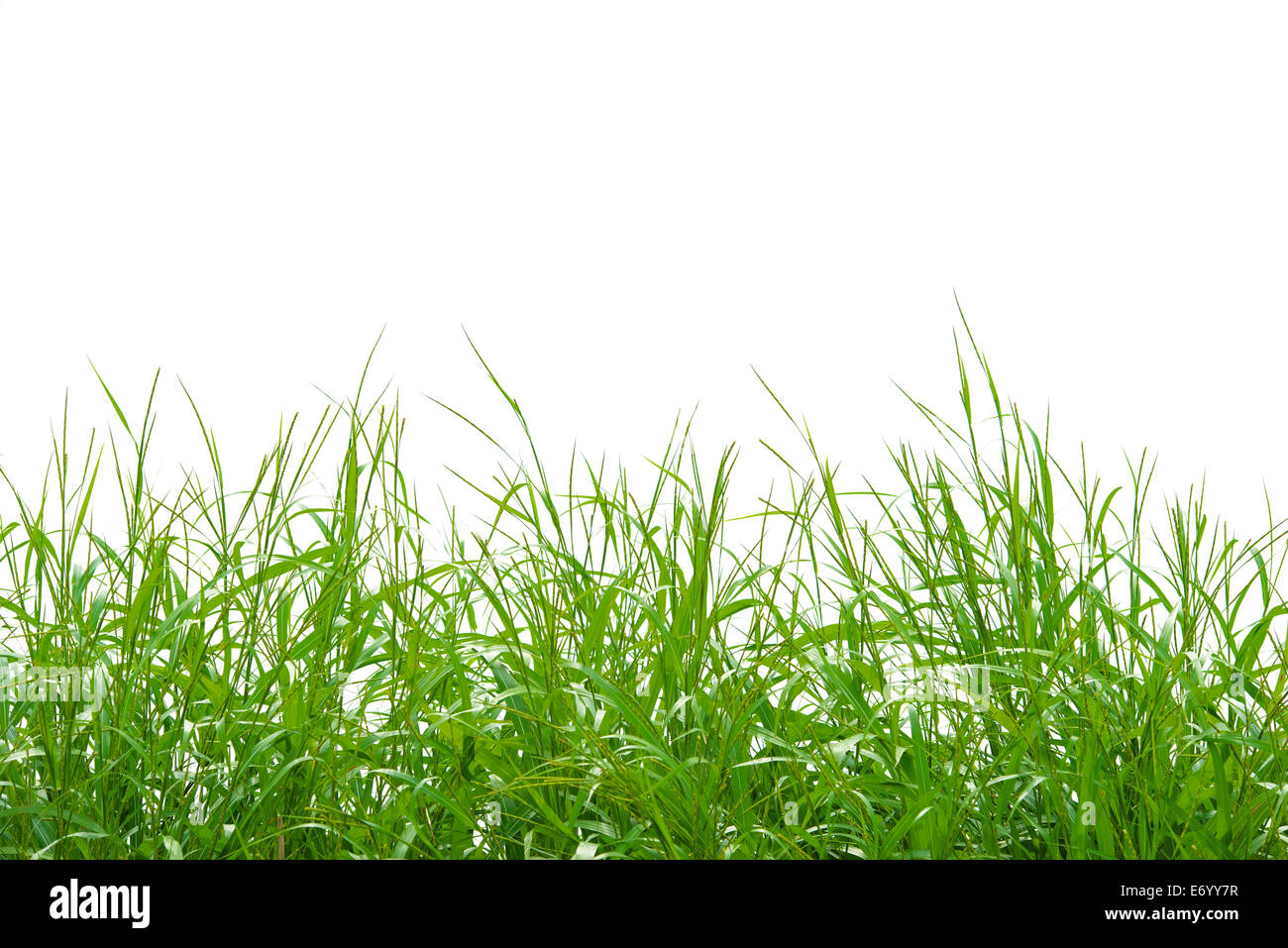 Plant on grass hi-res stock photography and images - Alamy