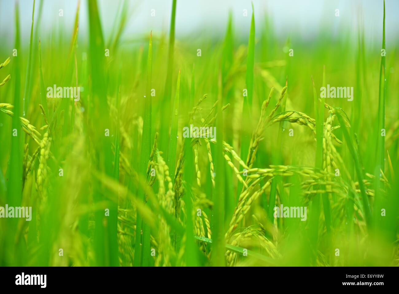 Urban rice field hi-res stock photography and images - Alamy