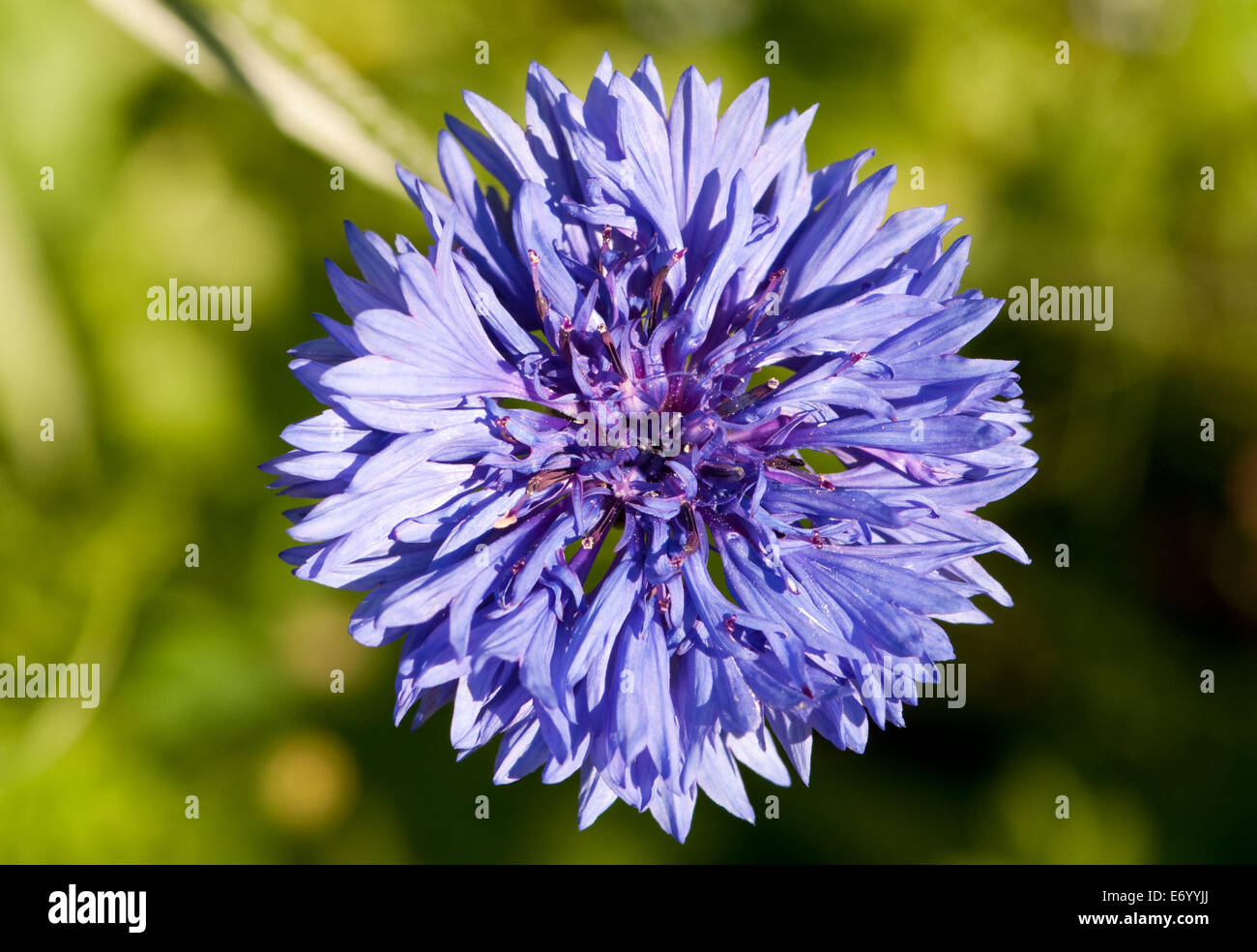 Blue Cornflower flower Stock Photo - Alamy