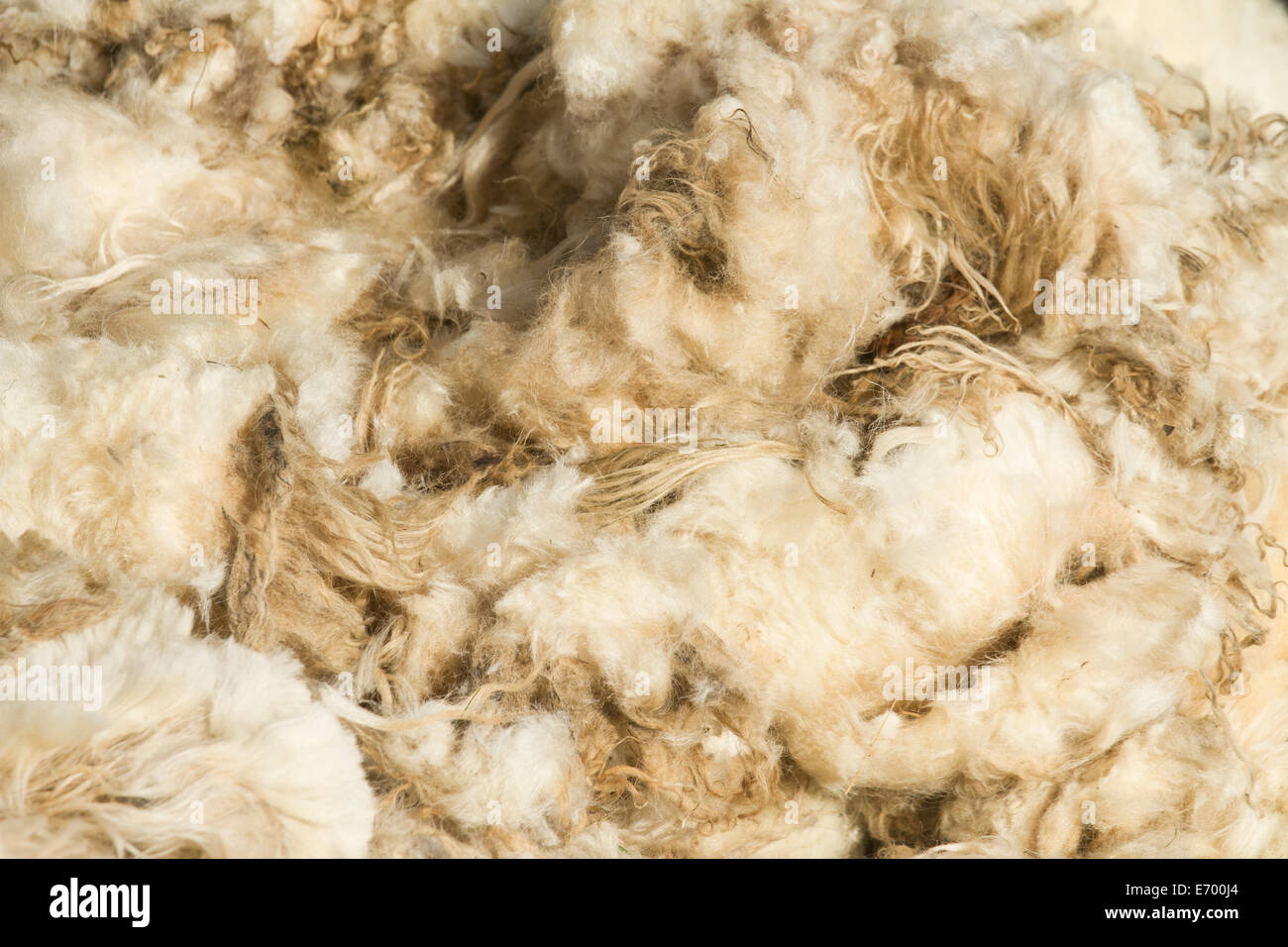 Wool texture after sheep shearing Stock Photo - Alamy