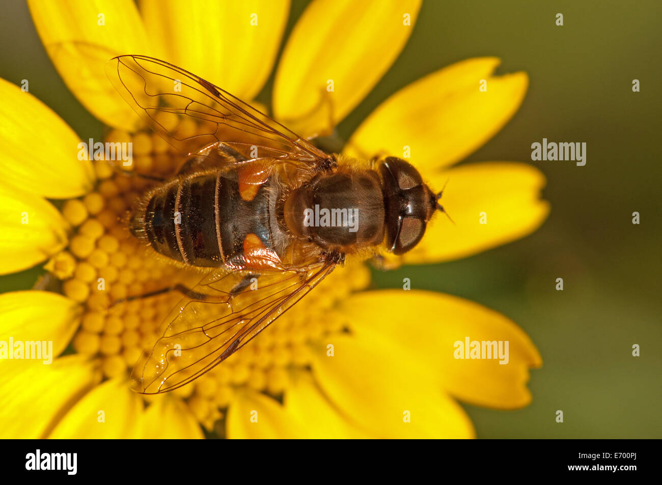 Drone Fly feeding on Corn Marigold flower Stock Photo - Alamy