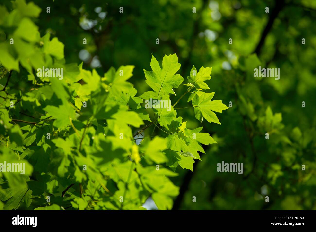 Branch green tree leaves close hi-res stock photography and images - Alamy